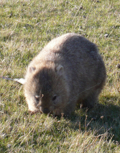 Bare-nosed Wombats (Genus Vombatus) · MINKA