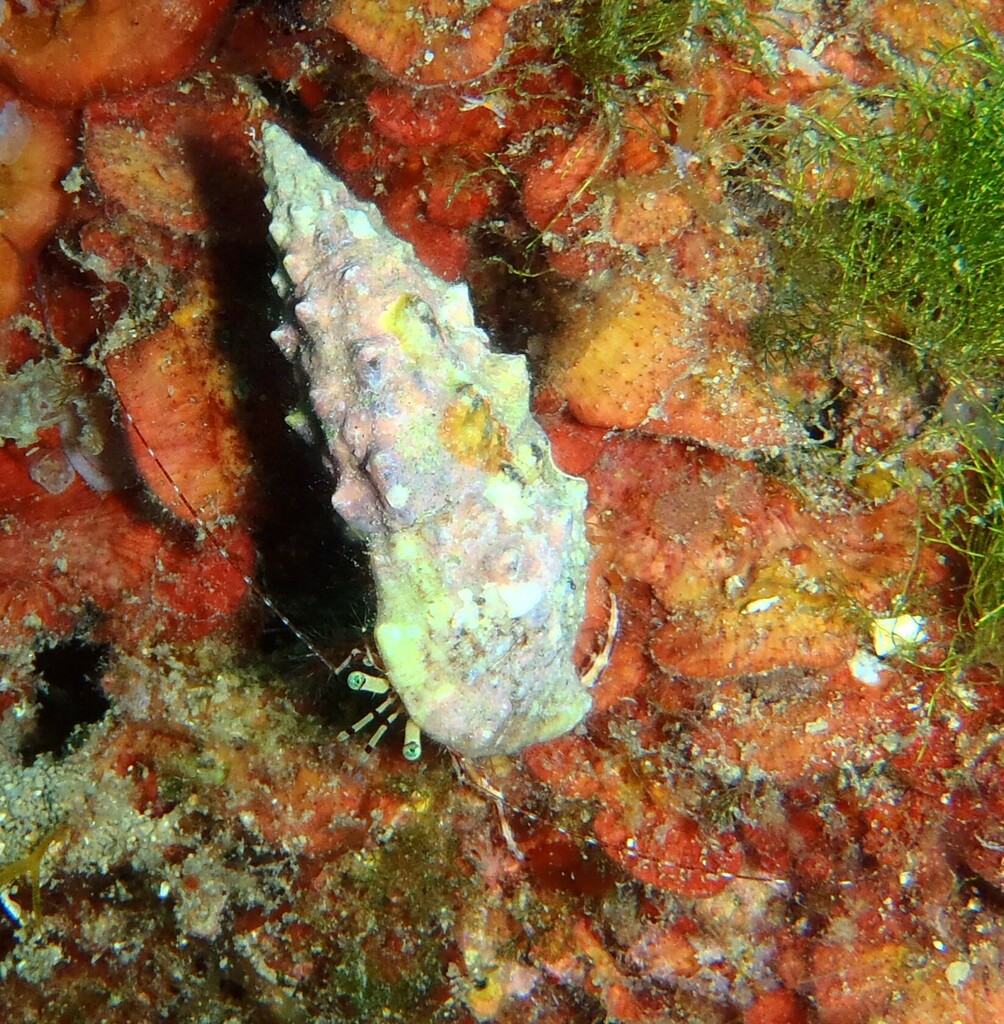Striped Hermit Crab from Girona, España on July 02, 2023 at 09:38 AM by Óscar Comellas Garcia ...