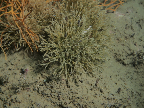 Genus Cellaria · MINKA