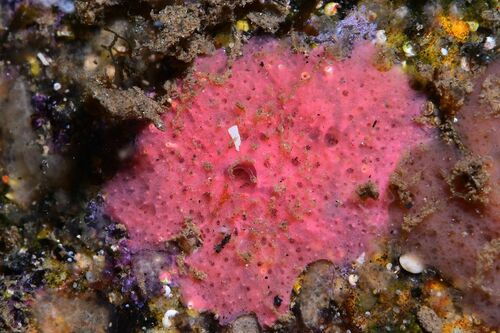 Encrusting rose sponge (Aplysilla rosea) · MINKA