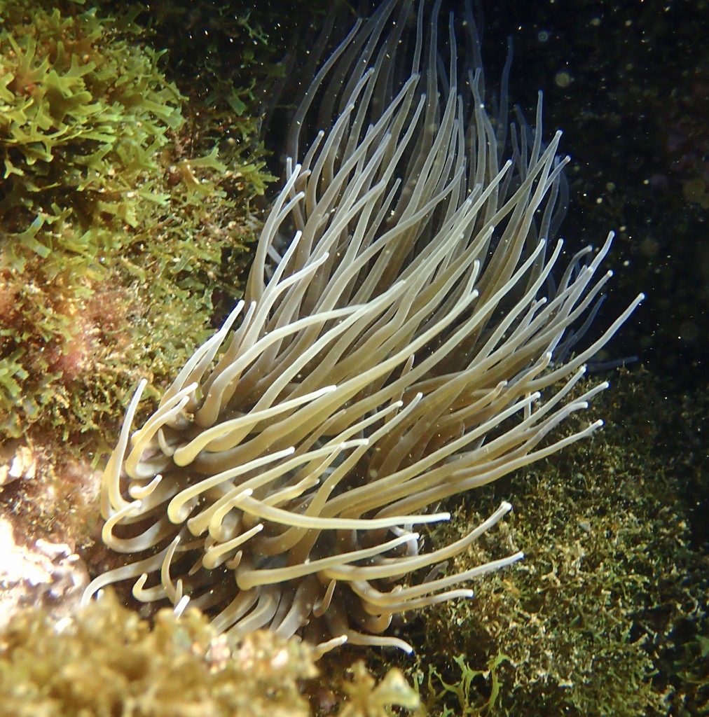 snakelocks anemone from Sant Miquel, Barcelona, España on July 07, 2023 ...