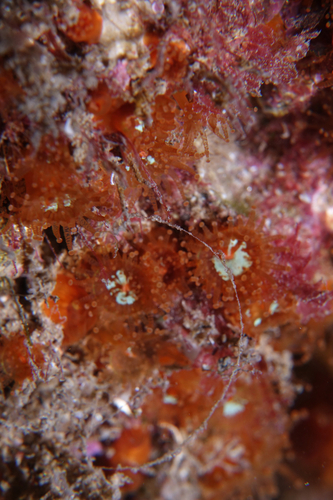 Corallimorphs (Order Corallimorpharia) · MINKA