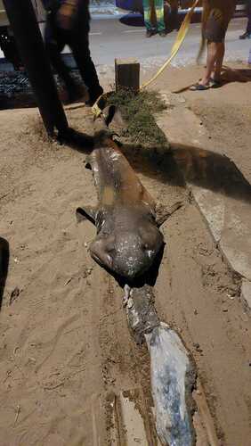 Cow and Frilled Sharks (Order Hexanchiformes) · MINKA