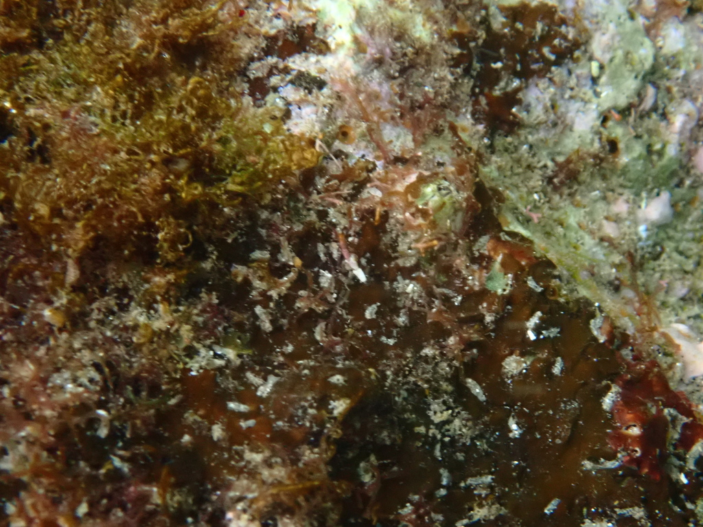 Cutleria from Playa Mar Bella, España on July 27, 2023 at 08:06 AM by ...