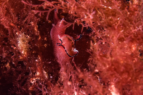 Spotted Seahare (Aplysia punctata) · MINKA