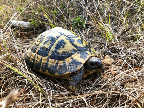 Mediterranean Tortoises (Genus Testudo) · MINKA