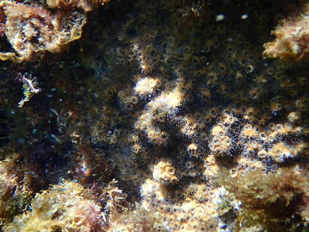 Oculina patagonica from Playa de San Sebastián, Barcelona, España on ...
