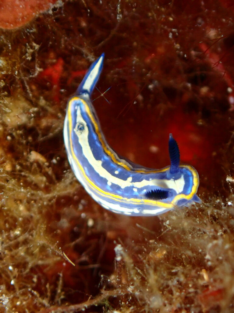 Felimare fontandraui from Spain on July 30, 2023 at 04:19 PM by Ana Rodríguez Sevilla. Enviamos ...