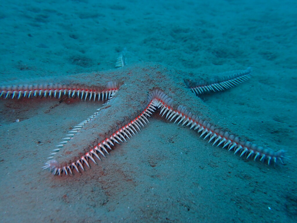 Red Comb Star on July 12, 2023 at 05:19 PM by Laura Sánchez · MINKA
