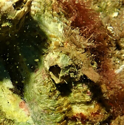 Amphibalanus amphitrite · MINKA