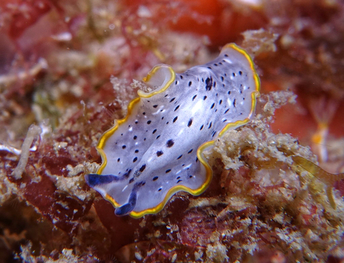 Moseley's Flatworm (Prostheceraeus moseleyi) · MINKA