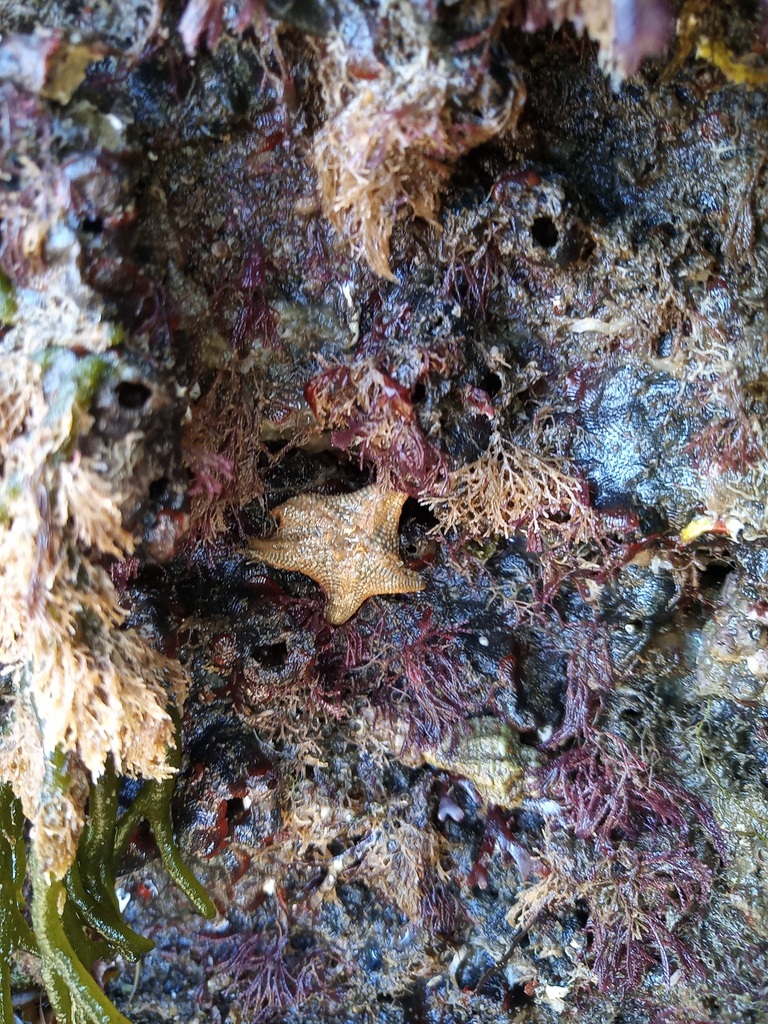 Asterina gibbosa from Pontevedra, Espanya on August 03, 2023 at 10:57 AM by Mar Humet Caballero ...