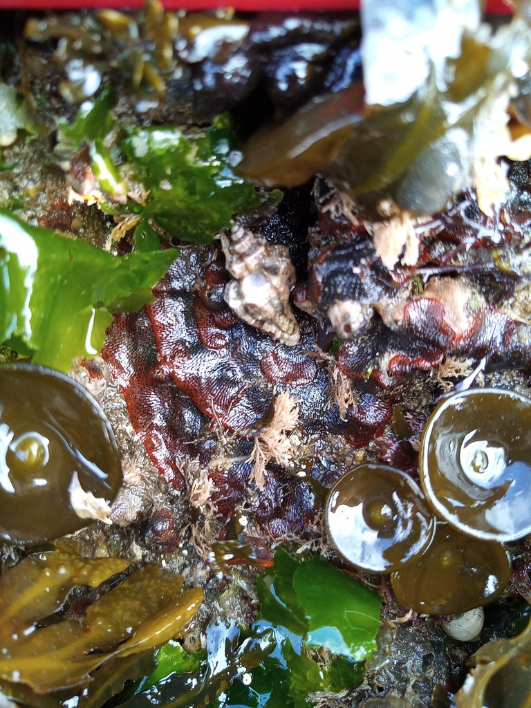 Watersipora subatra from Pontevedra, Espanya on August 03, 2023 at 11:07 AM by Mar Humet ...