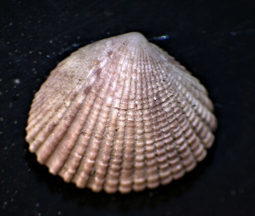 Oval Venus (Timoclea ovata) · MINKA