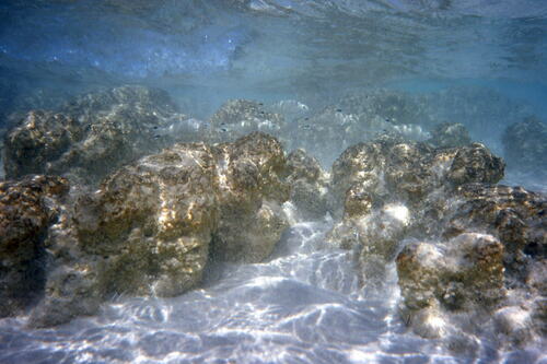 Halococcus hamelinensis · MINKA