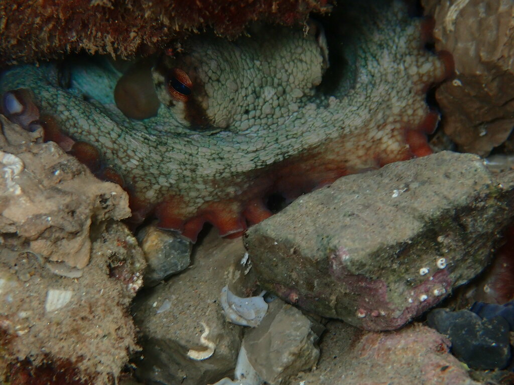 Common Octopus on August 10, 2023 at 04:58 PM by Laura Sánchez · MINKA