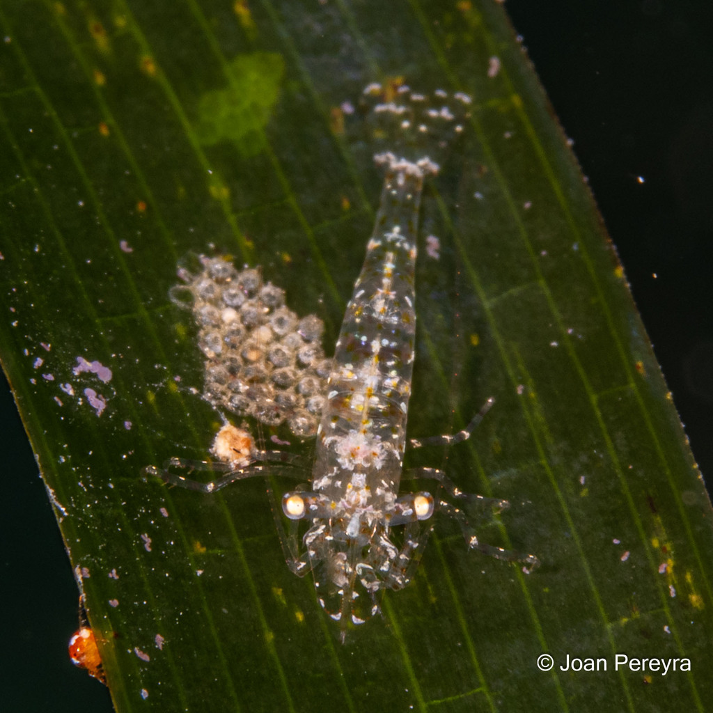 Hippolyte from 07815 Puerto de San Miguel, Islas Baleares, España on ...