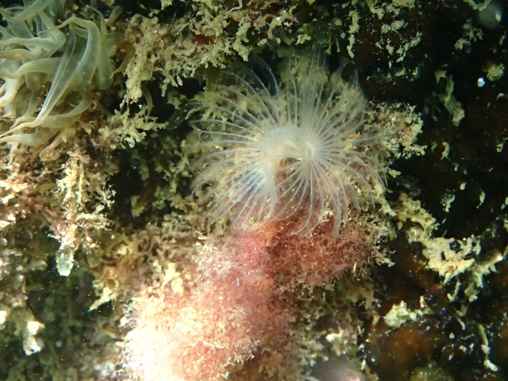 Protula from zona de banys fòrum on August 10, 2023 at 10:56 PM by NÚRIA · MINKA