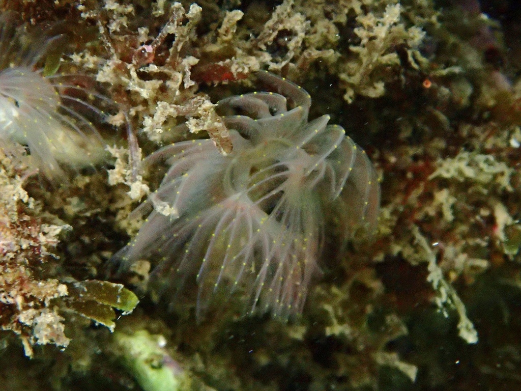 Protula from zona de banys fòrum on August 10, 2023 at 10:56 PM by NÚRIA · MINKA