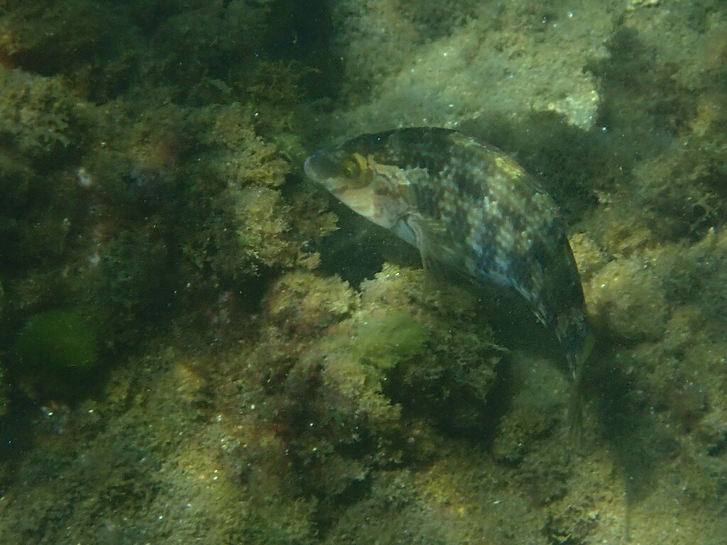 Symphodus melops from Platja del Somorrostro, Barcelona, España on ...