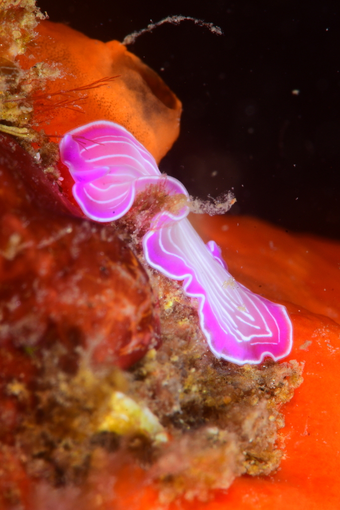 Pink Flatworm from La Barreta de l'Arbre on April 18, 2021 at 11:21 AM by FECDAS MEDI AMBIENT ...