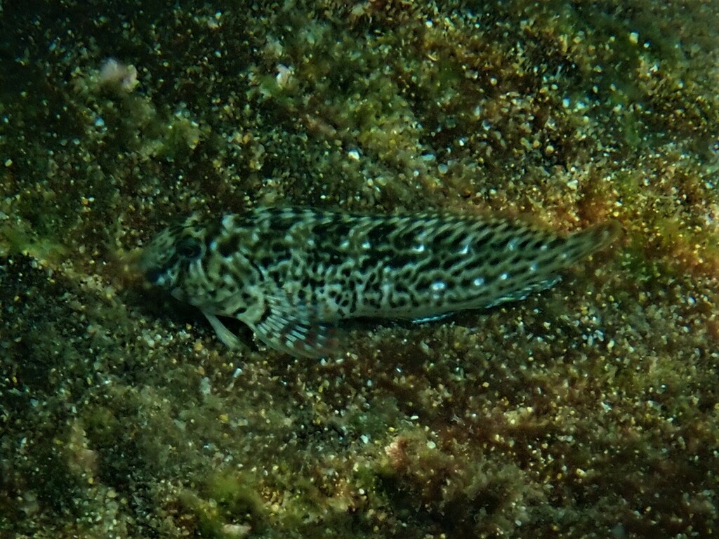 Rusty blenny from Barcelona, España on August 13, 2023 at 11:14 AM by Eloi Sanz · MINKA