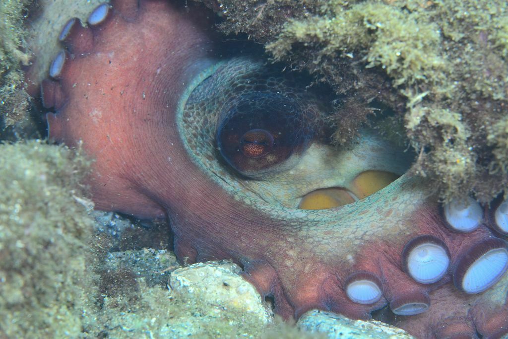 Common Octopus from Spain on August 23, 2023 at 12:28 PM by xavi ...