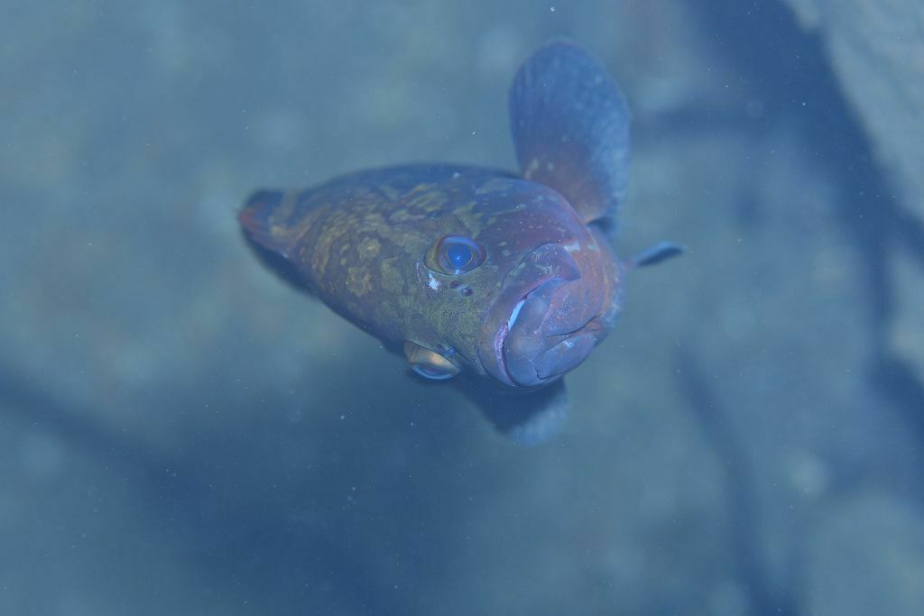 Epinephelus marginatus from Spain on August 23, 2023 at 01:01 PM by xavi salvador costa · MINKA