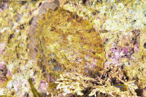 Patella aspera · MINKA