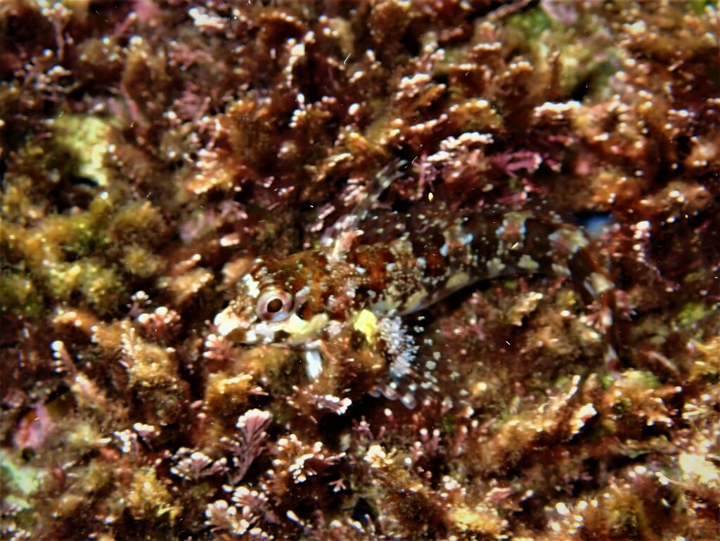 Red-black triplefin from Barcelona, España on August 25, 2023 at 01:12 PM by Eloi Sanz · MINKA