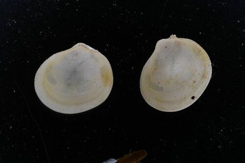 Ctena decussata · MINKA