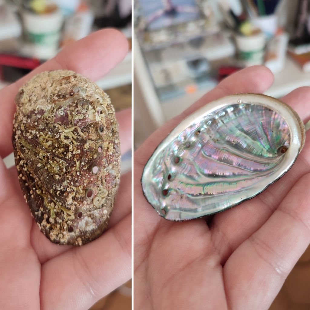 Green Ormer from Nova Icaria beach, España on August 24, 2023 at 11:06 AM by NÚRIA · MINKA