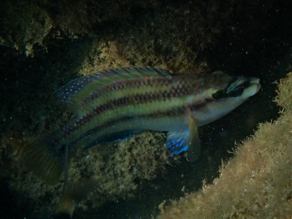 East Atlantic peacock wrasse from Playa Mar Bella, España on August 25 ...