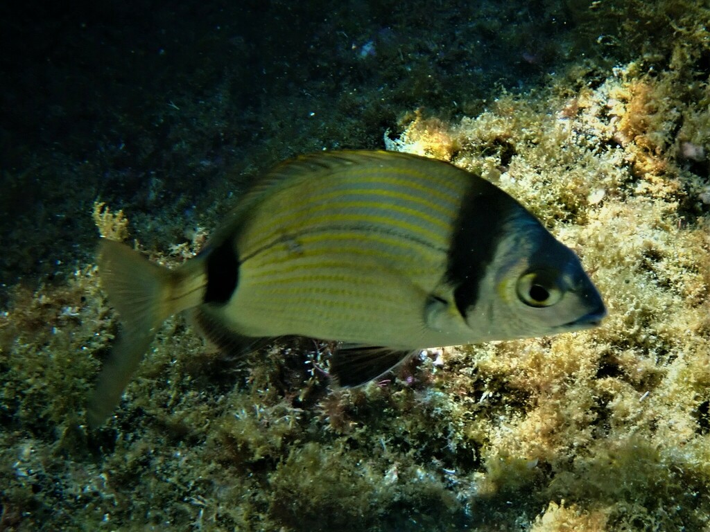 two-banded sea bream from Playa Mar Bella, España on August 25, 2023 at ...