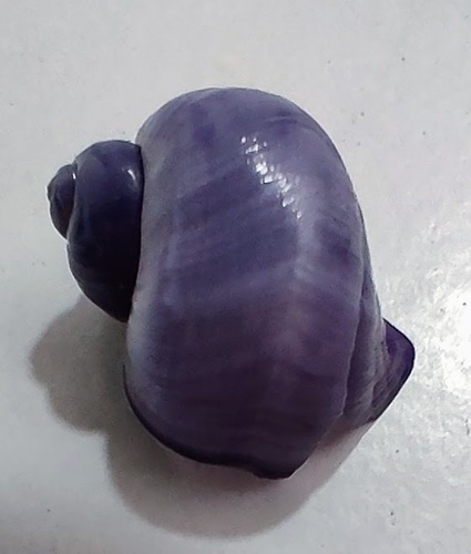 Violet Globe Snail (Janthina globosa) · MINKA