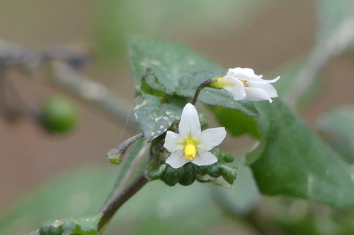 nightshades (Genus Solanum) · MINKA
