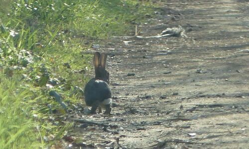 Hares and Rabbits (Family Leporidae) · MINKA