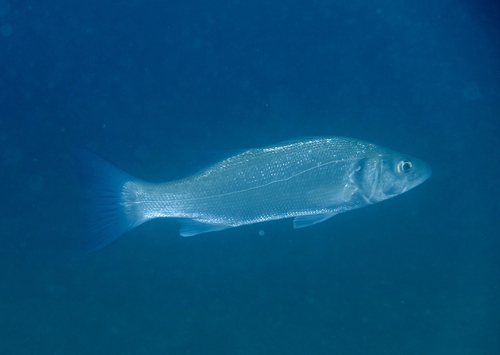 Dicentrarchus labrax · MINKA