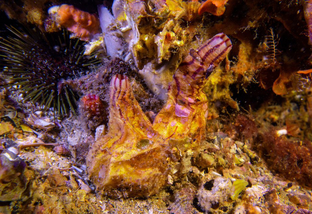 Grooved Sea Squirt from Arenys de Mar, Barcelona, Espanya on August 31 ...