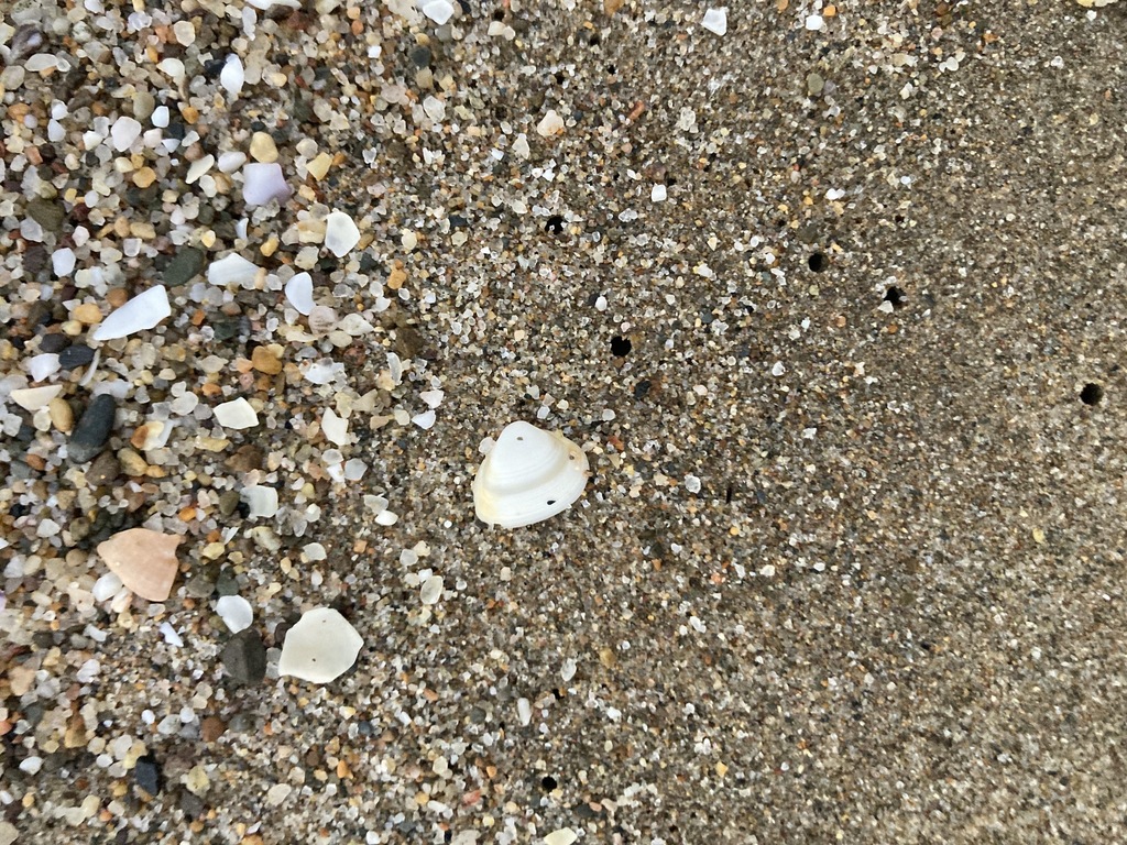 Cut Trough Shell on September 05, 2023 at 07:17 AM by Romu · MINKA