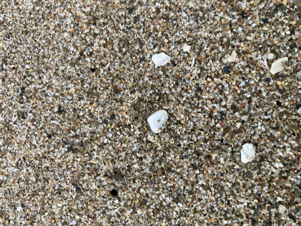 Cut Trough Shell on September 05, 2023 at 07:17 AM by Romu · MINKA