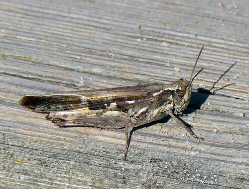 Iberian Field Grasshopper (Chorthippus jacobsi) · MINKA