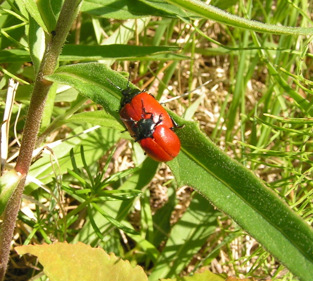 Chrysomela Populi From Kaliningrado On May 27 2005 By Egladona Seg n chrysomela-populi-from-kaliningrado-on-may-27-2005-by-egladona-seg-n
