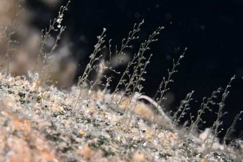 Sea Thread Hydroid (Obelia dichotoma) · MINKA