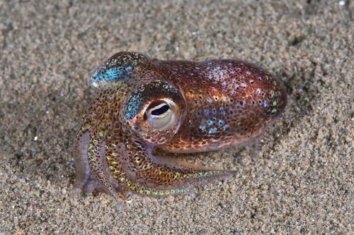 Bobtail Squid (Order Sepiolida) · MINKA