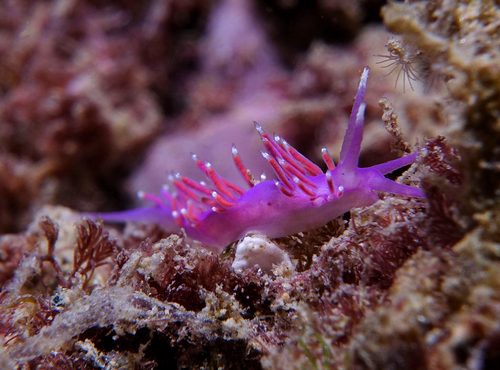 Pink Coryphella (Edmundsella pedata) · MINKA