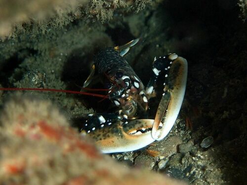 European lobster (Homarus gammarus) · MINKA