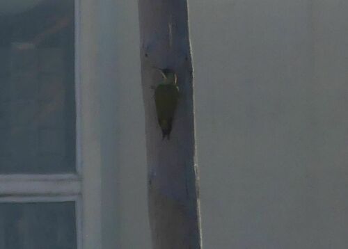 Green Woodpeckers and Allies (Genus Picus) · MINKA