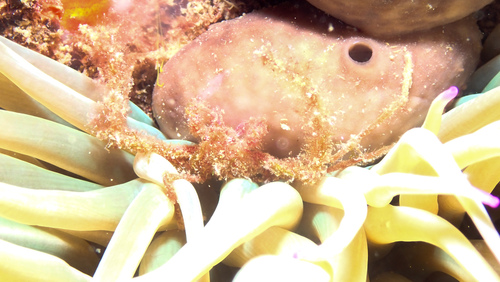Leach's spider crab (Inachus phalangium) · MINKA