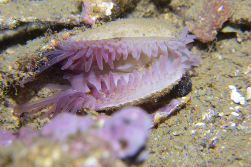 File Clams (Family Limidae) · MINKA